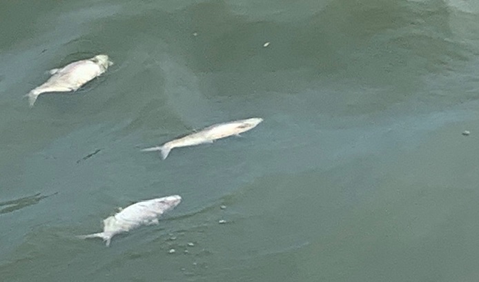 Grand Lake Water Conditions Cause ‘a large scale fish die off’ – Mercer ...