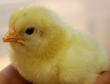 2022 Miss Chick Pageant Registration – Mercer County Outlook