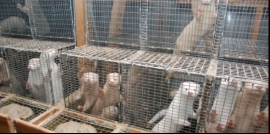 Van Wert Mink Farm To Close Today, Weeks After 40,000 Minks Were ...