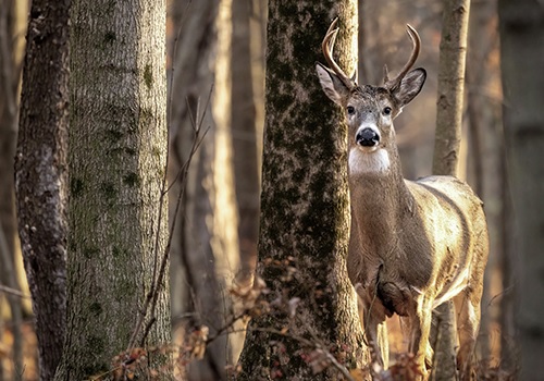 Ohio’s Week Long Deer Gun Hunting Season Results – Mercer County Outlook