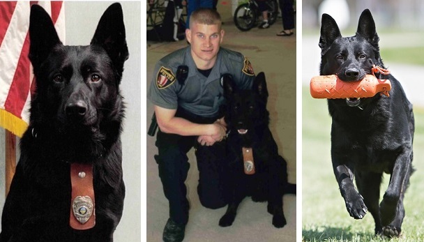 Wapakoneta Police Retired K9 Passes Away – Mercer County Outlook