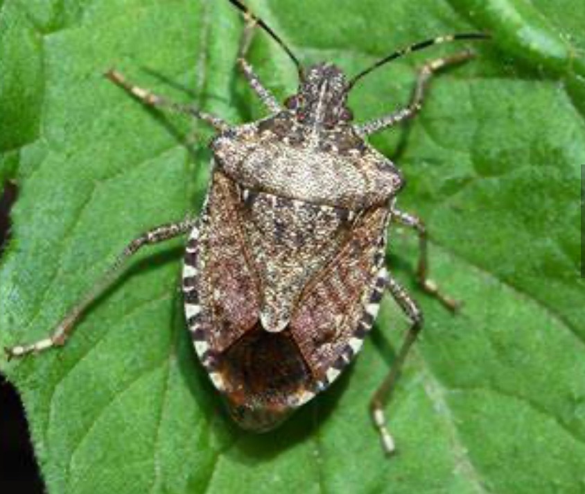 Stink Bugs on the Move: Why This Smelly Pest Invades Homes Every Fall ...